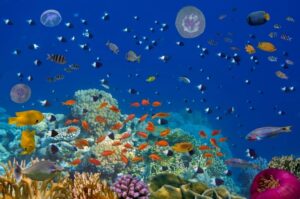 Simple Ways Anyone Can Help Protect Ocean Life - Brewing Happiness