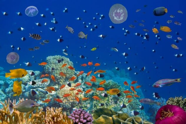 Simple Ways Anyone Can Help Protect Ocean Life - Brewing Happiness